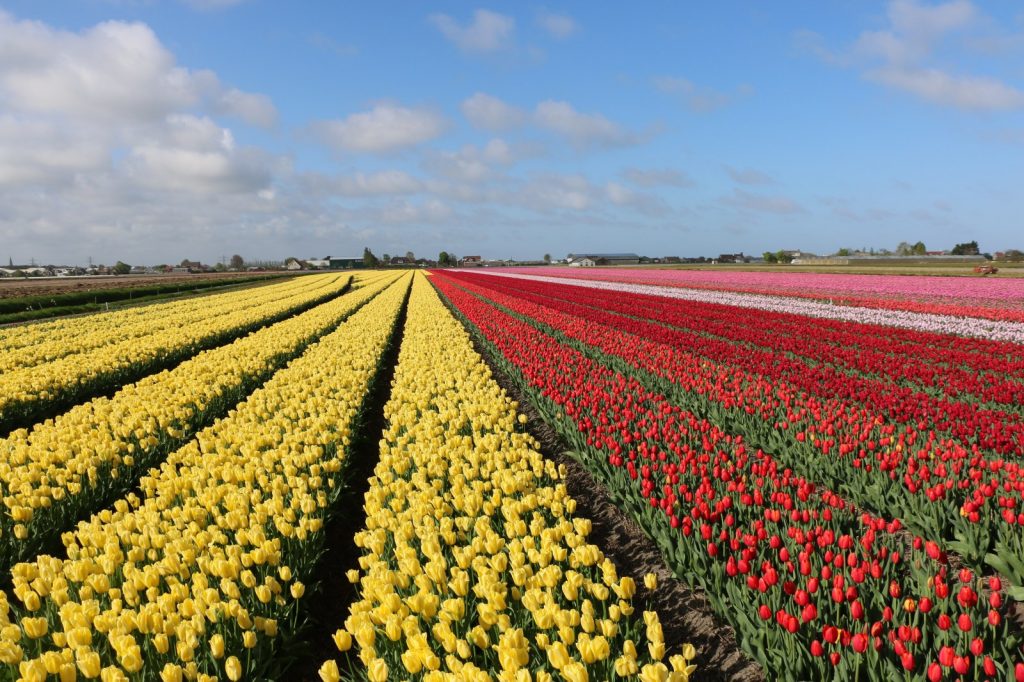 Tulp Festival 2020 - Tulpenfest Amsterdam