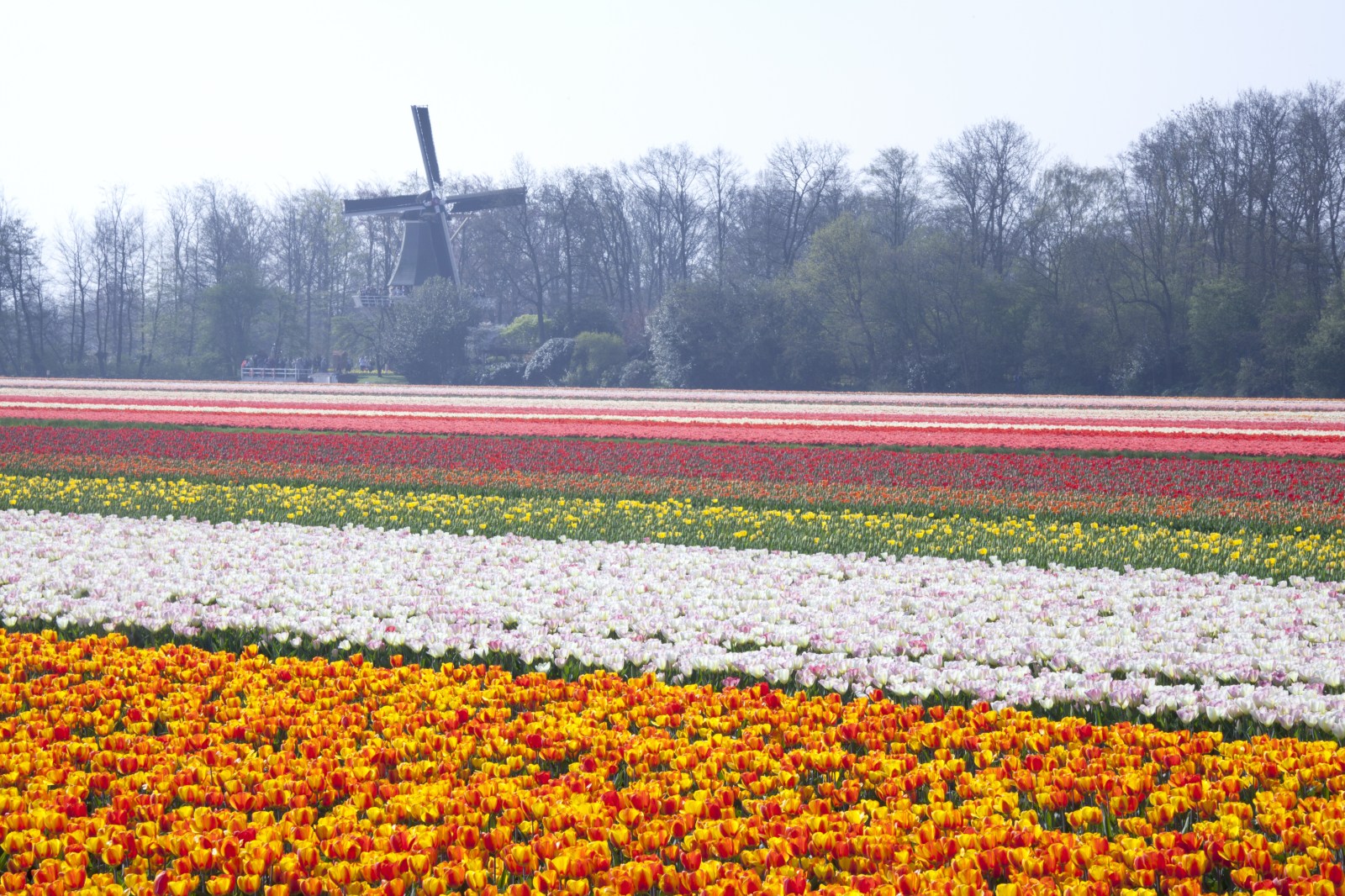 Wann ist die beste Zeit, die Tulpenfelder um Amsterdam zu sehen?