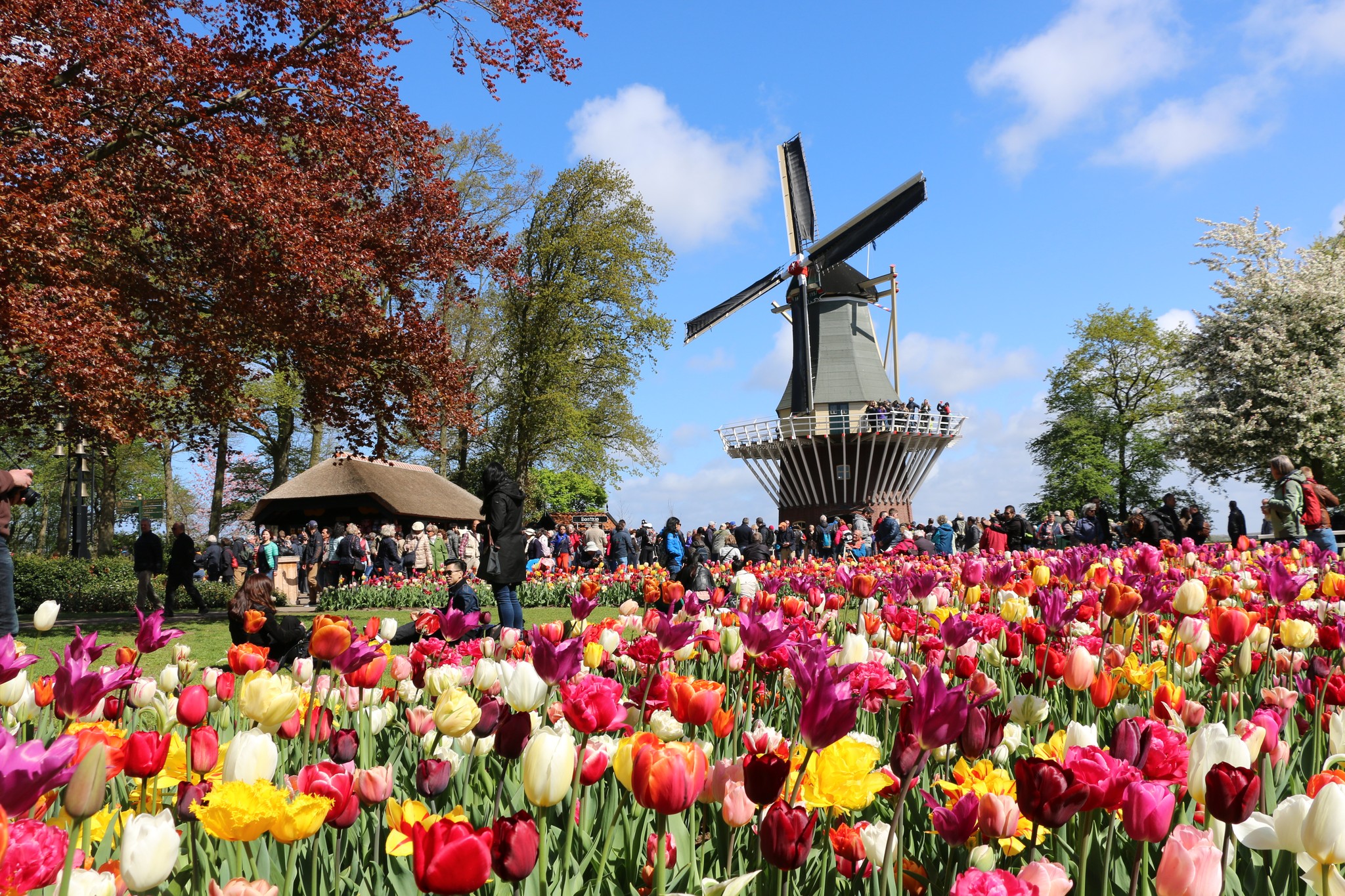Geführte Tour zum Keukenhof von Amsterdam aus - Tulpenfest Amsterdam Geführte Tour zum Keukenhof von Amsterdam aus - Tulpenfest Amsterdam