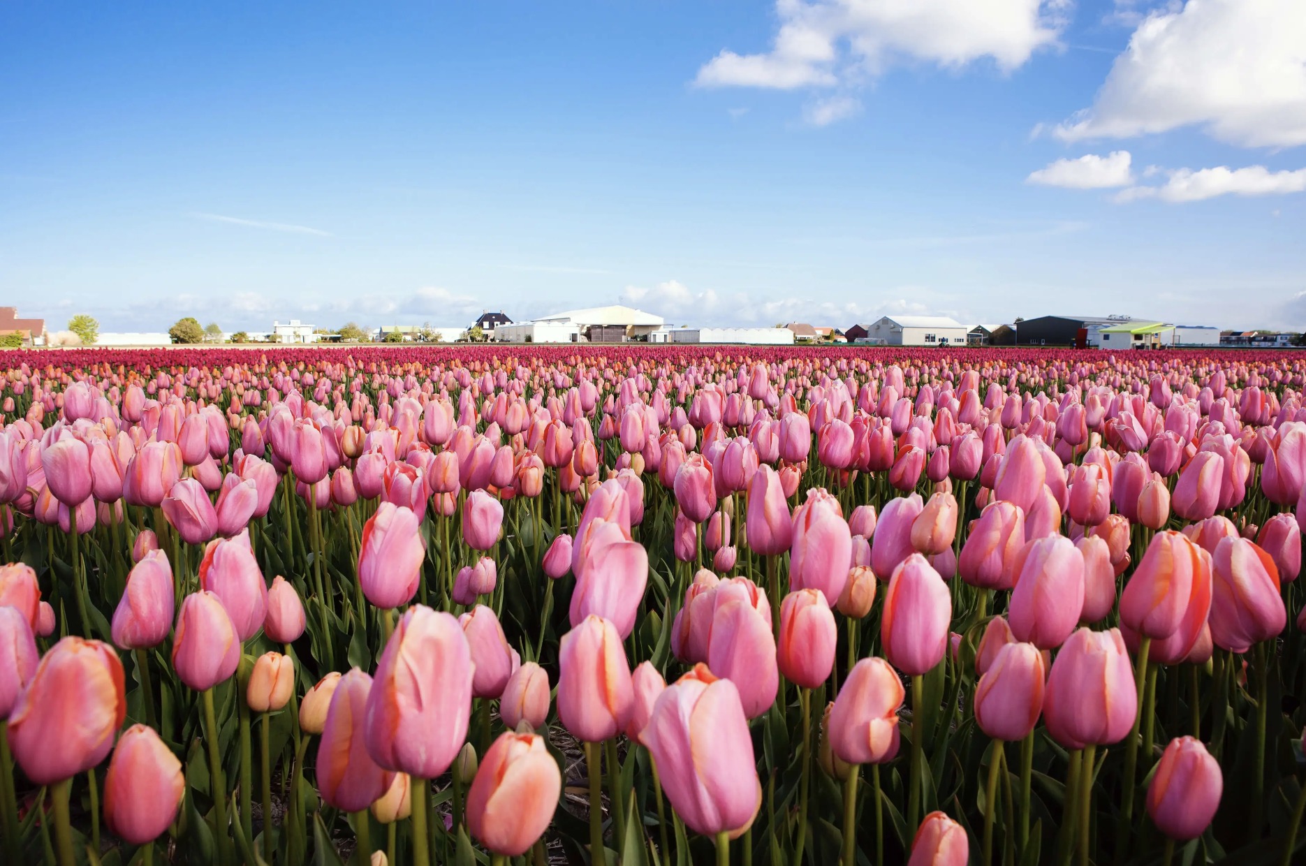 Besuchen Sie eine holländische Tulpenfarm - Tulpenfest Amsterdam